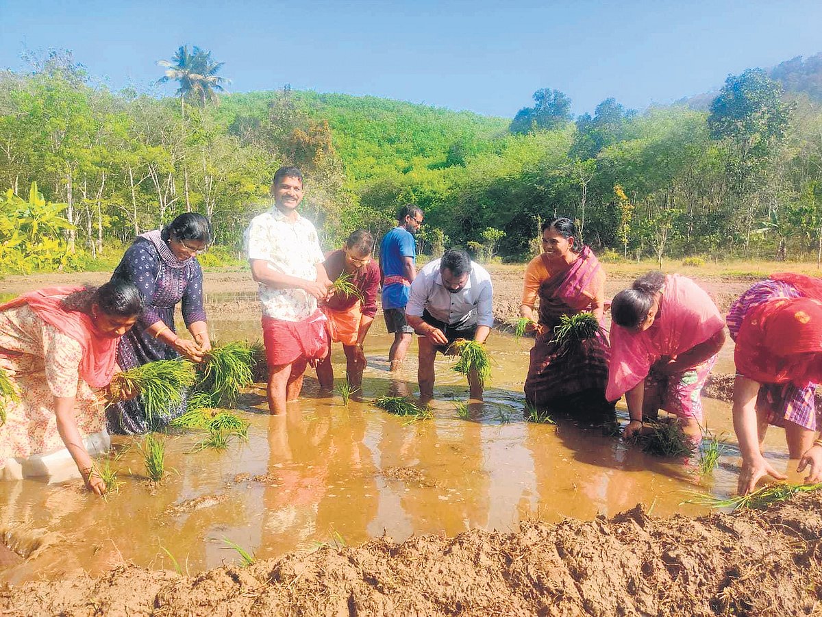 In a 1st, paddy on plate of a farming hamlet in hills