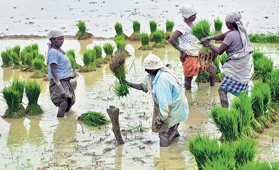 Kerala Budget: A leg-up for agri sector