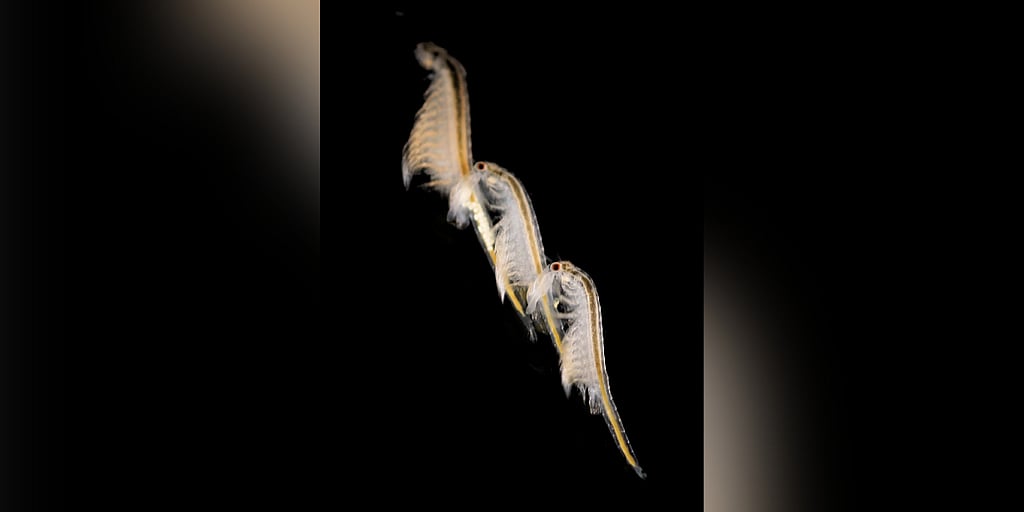 Sea Monkeys: The resilient instant pets unveiling wonders of evolution