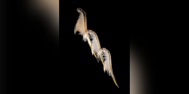 Sea Monkeys: The resilient instant pets unveiling wonders of evolution