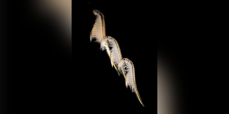 Sea Monkeys: The resilient instant pets unveiling wonders of evolution