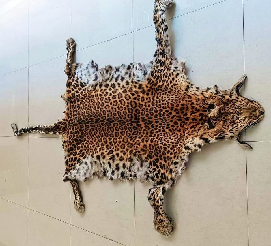 One held with Leopard skin in Odisha