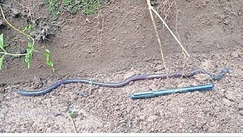 CUO researchers discover two new species of earthworms