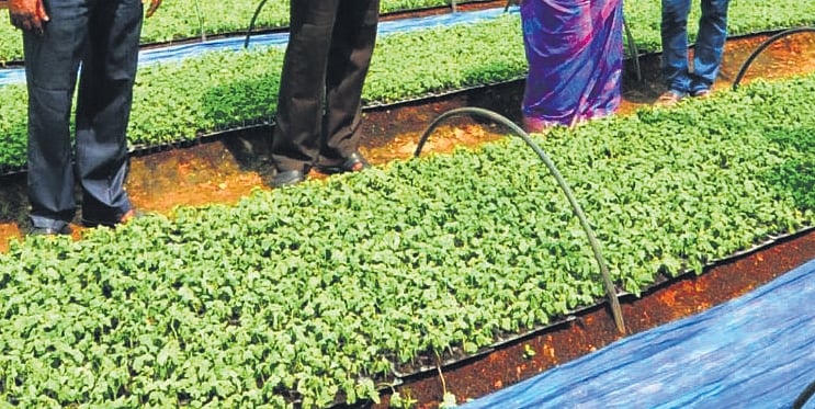 Israel farms open lucrative but perilous front