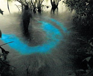 ‘Kavaru’ adds surreal glow to Kumbalangi