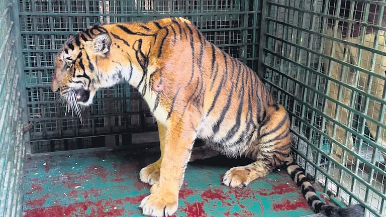 Female tiger captured in Wayanad transferred to Thiruvananthapuram Zoo