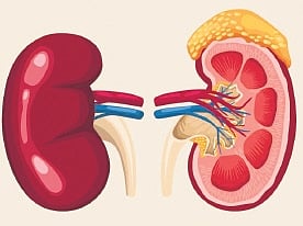 Kidney Molecular Targets Of Novel Therapeutics For Diabetic Kidney ...