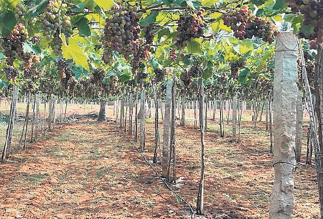 Panneer Thiratchai: A sweet treat from Cumbum that is available ...