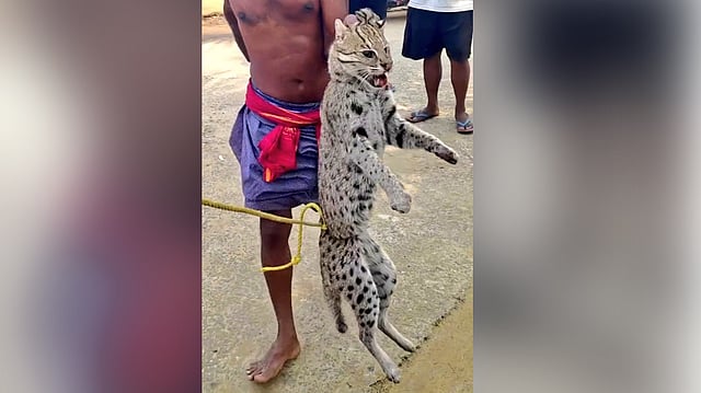 Odisha: Forest dept launches manhunt as fishing cat tied to rope ...