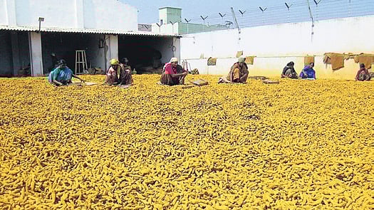 Turmeric price touches record high of Rs 20,000 per quintal in Erode market