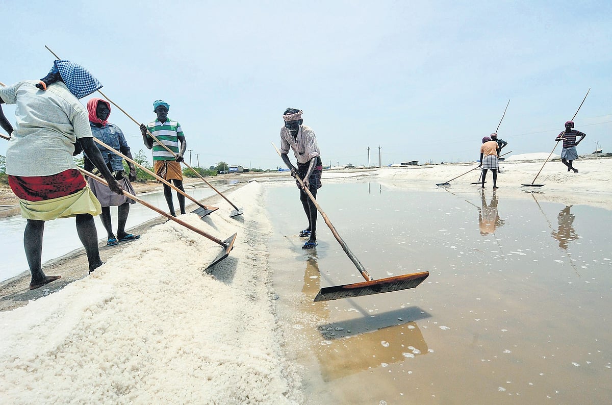 Pinching reality of salt pan workers who toil without loos, safe ...