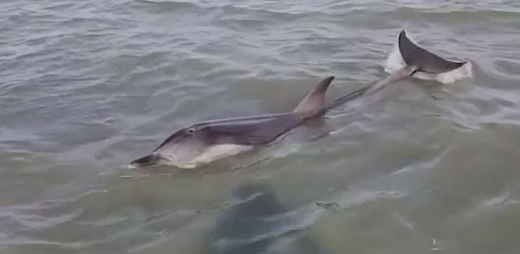 Injured dolphin rescued by fishers, forest officials in Ramanathapuram