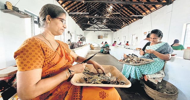 Kannur’s beedi workers look at LS polls to stub out woes