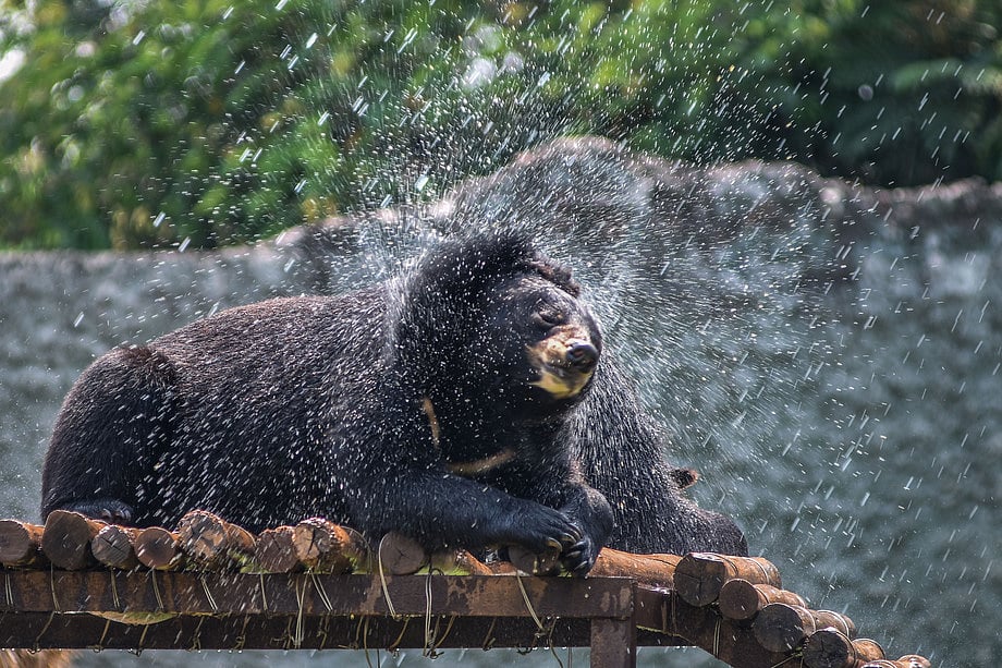 US Family Contracts Rare Worm Infection from Black Bear Meat