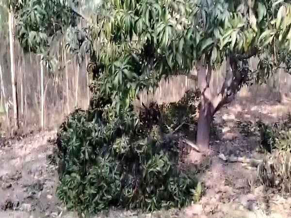 Rains, hailstorms damage mango crops across 400 acres in Telangana