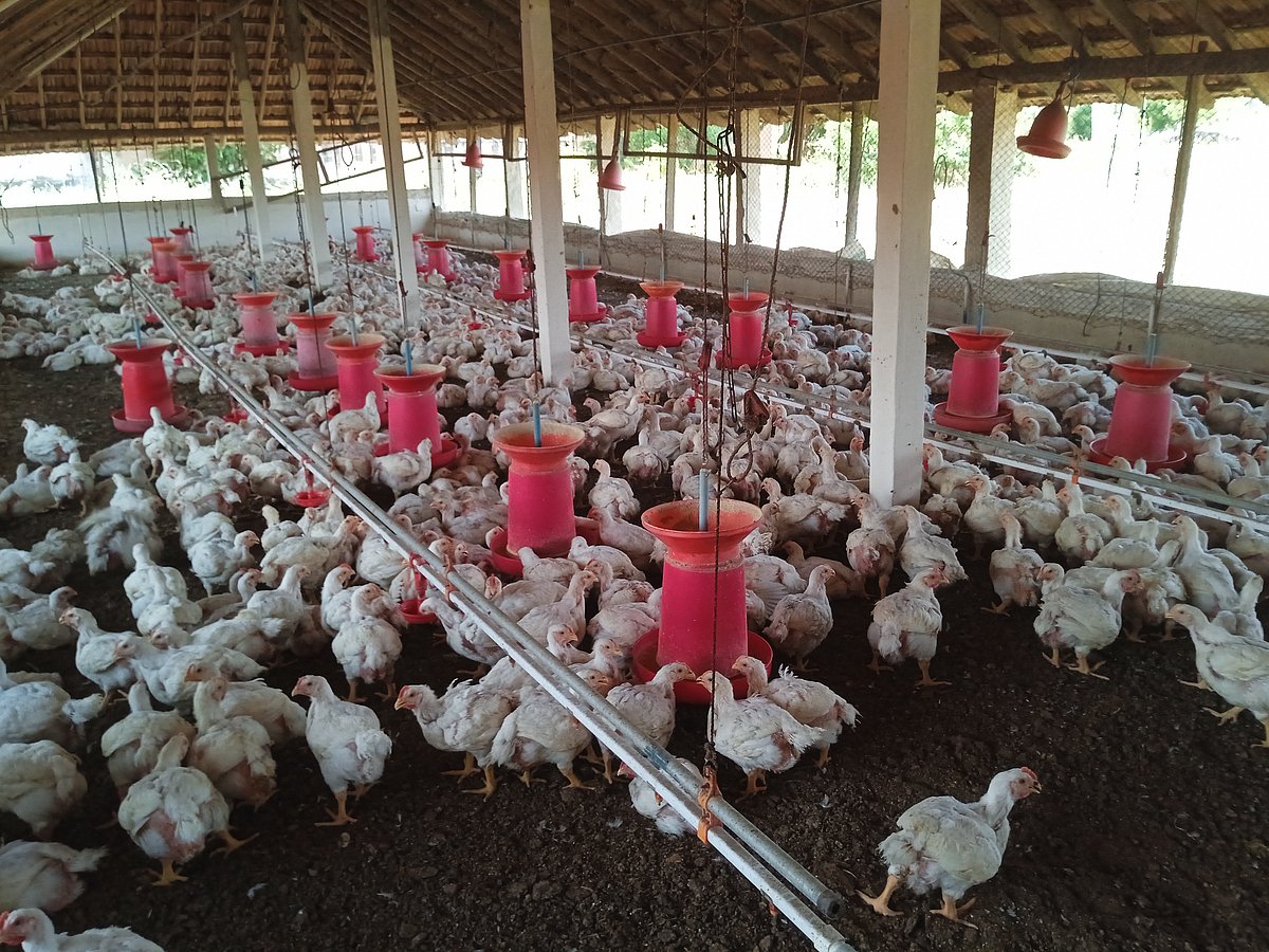 Tiruppur: Broiler hatcheries in Palladam stare at huge loss as heat ...