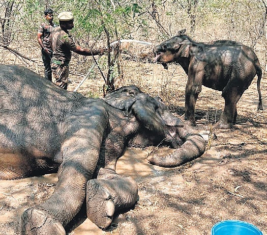 Female elephant succumbs to liver infection at Sathyamangalam Tiger Reserve