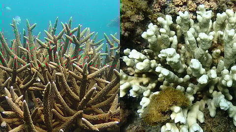 Heat stress: Gulf of Mannar coral reefs began to bleach, TN undertaking ...