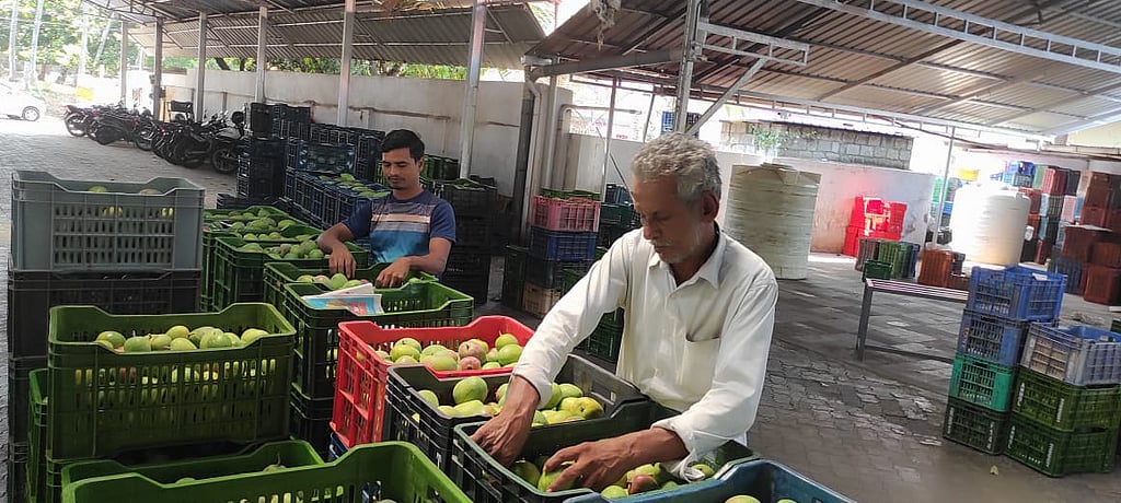 Tamil Nadu: Mango farmers fear crop loss due to hopper infestation