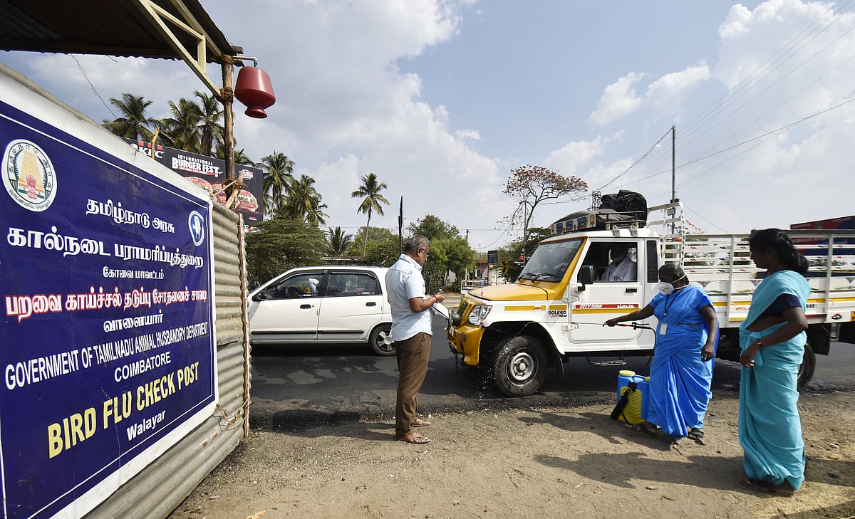 Bird flu: Kovai bans poultry from Kerala, Namakkal on high alert