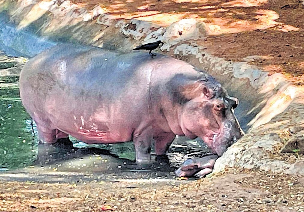 Hippo calf’s birth brings joy to city zoo