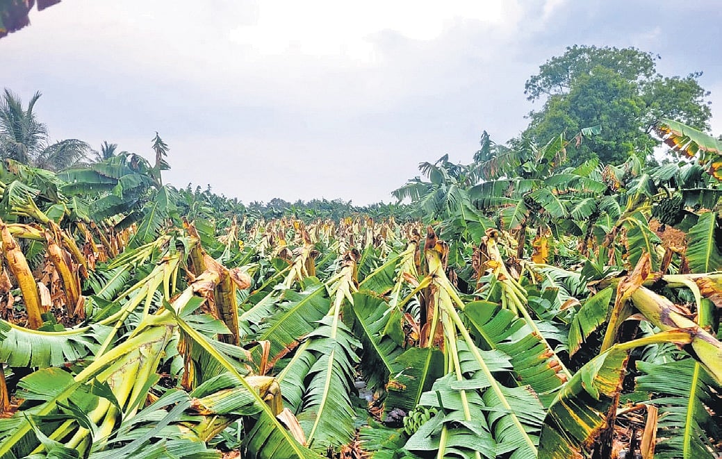 Gale damaged banana crop in 500 acres in Tiruchy, finds horticulture ...
