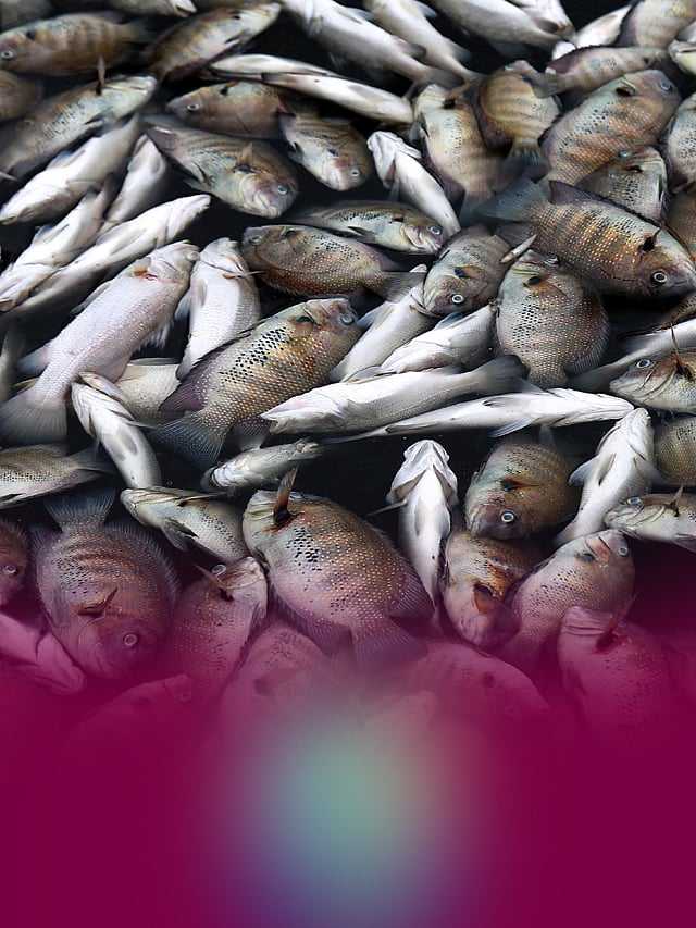 Dead fish seen floating in Periyar river, protesting farmers throw ...