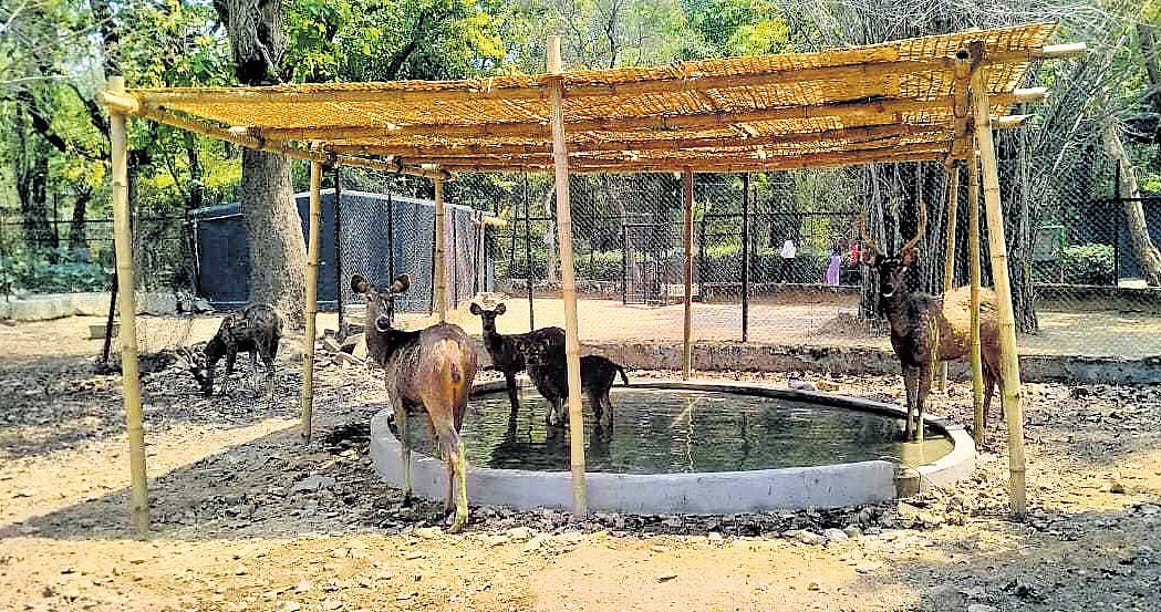 Animals in Sambalpur zoo have a cool retreat during intense heat
