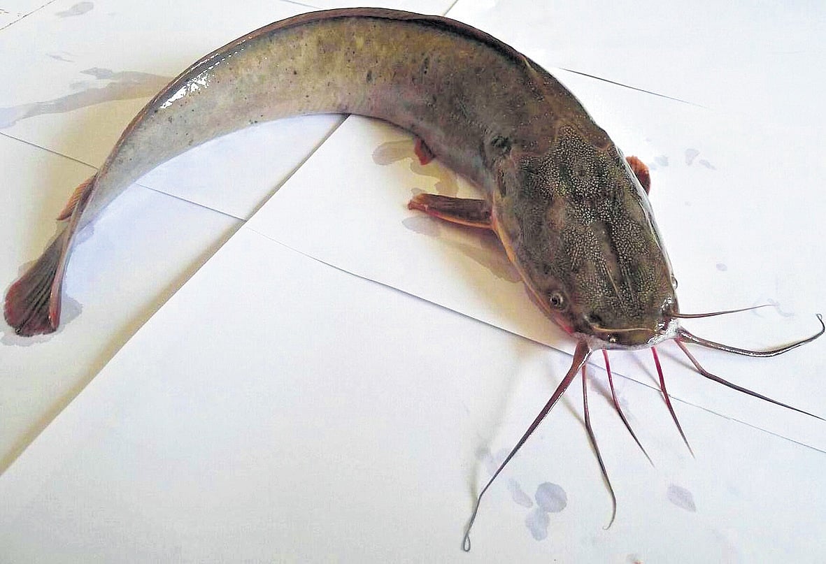 Survey by forest dept reveals Catfish posing threat to native species ...