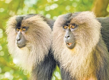 730 and counting: Lion-tailed macaques fight all odds in Uttara Kannada