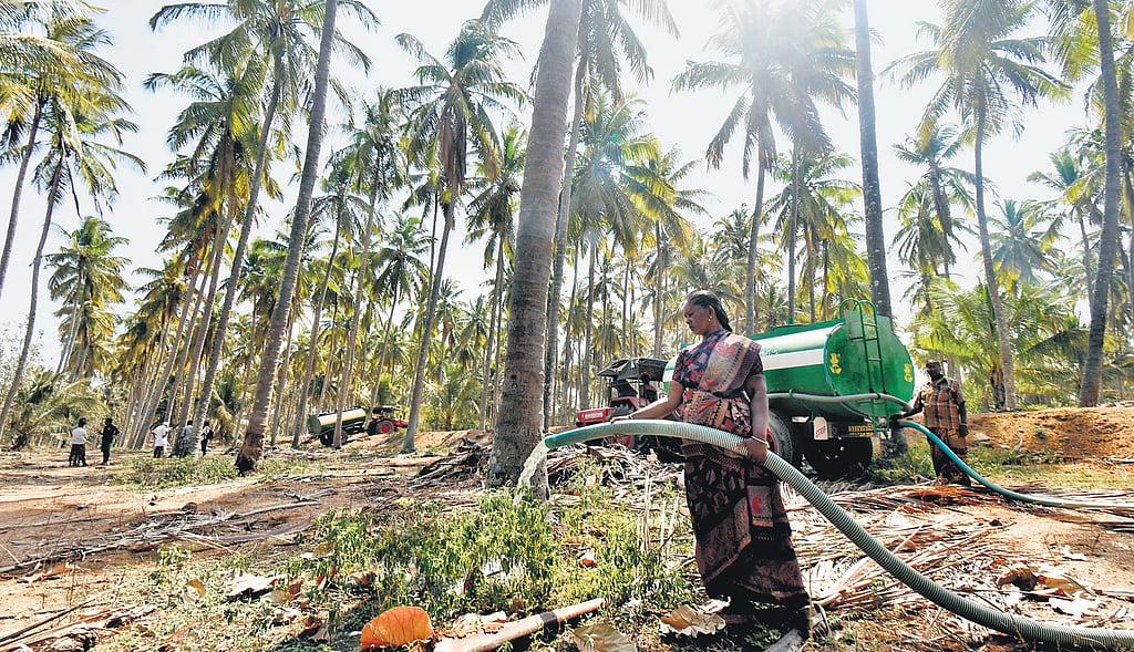 Lakhs of coconut trees set to perish in Tamil Nadu as record heat ...