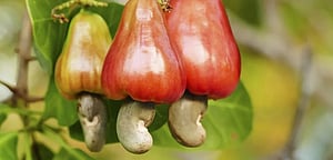 Kannur set to launch its own cashew liquor, inspired by Goan Feni