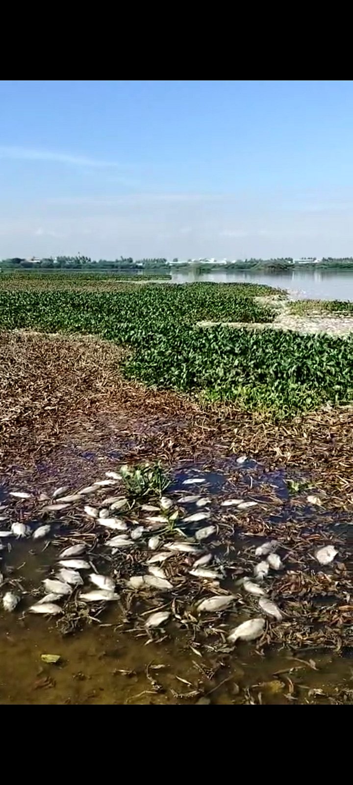 Work to remove dead fish from KRP dam in TN begins