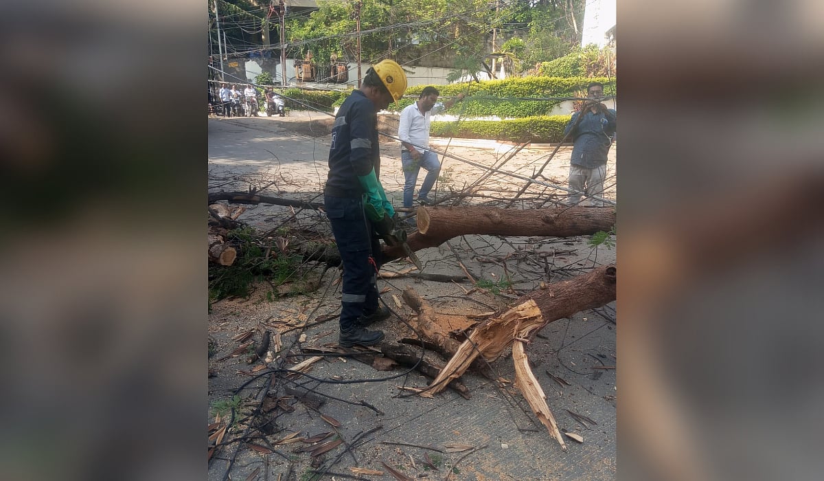 GHMC persists with vulnerable indigenous trees