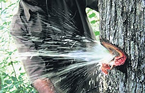 The water-producing tree of Andhra
