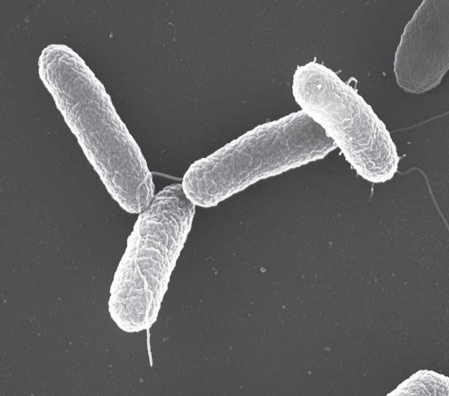 DFMO drug used to treat African trypanosomiasis can help treat typhoid