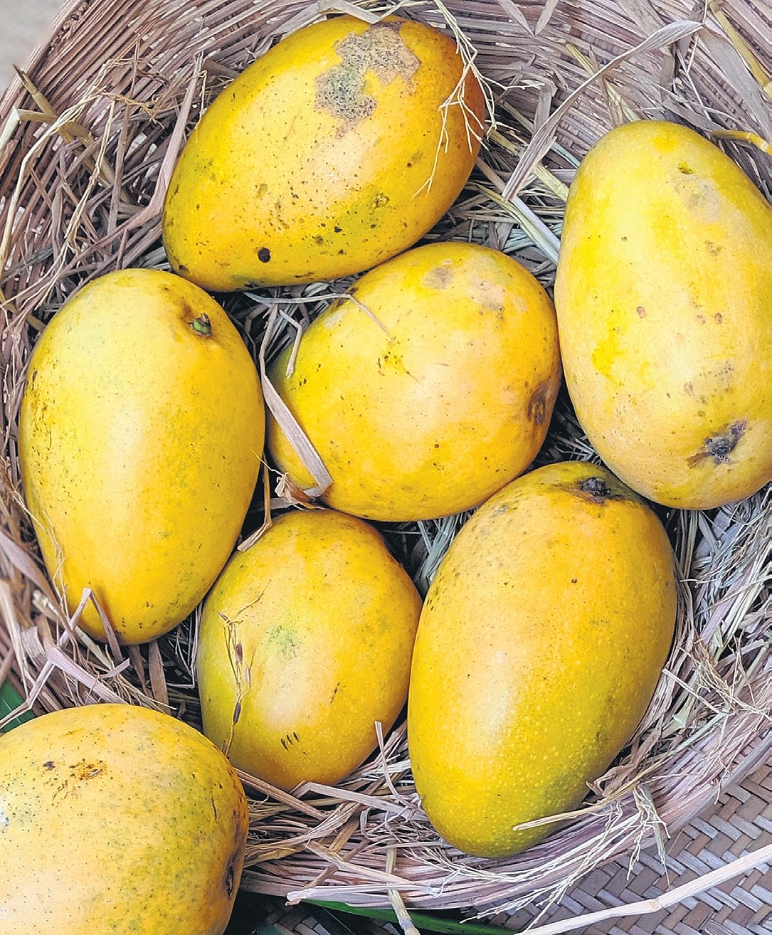 Mangoes, memories, and mirth