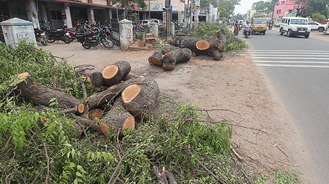 Over 20 old trees axed in Madurai for road works, activists decry ...