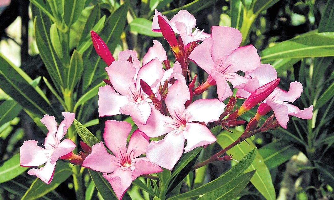 Toxic beauty: The Nerium oleander