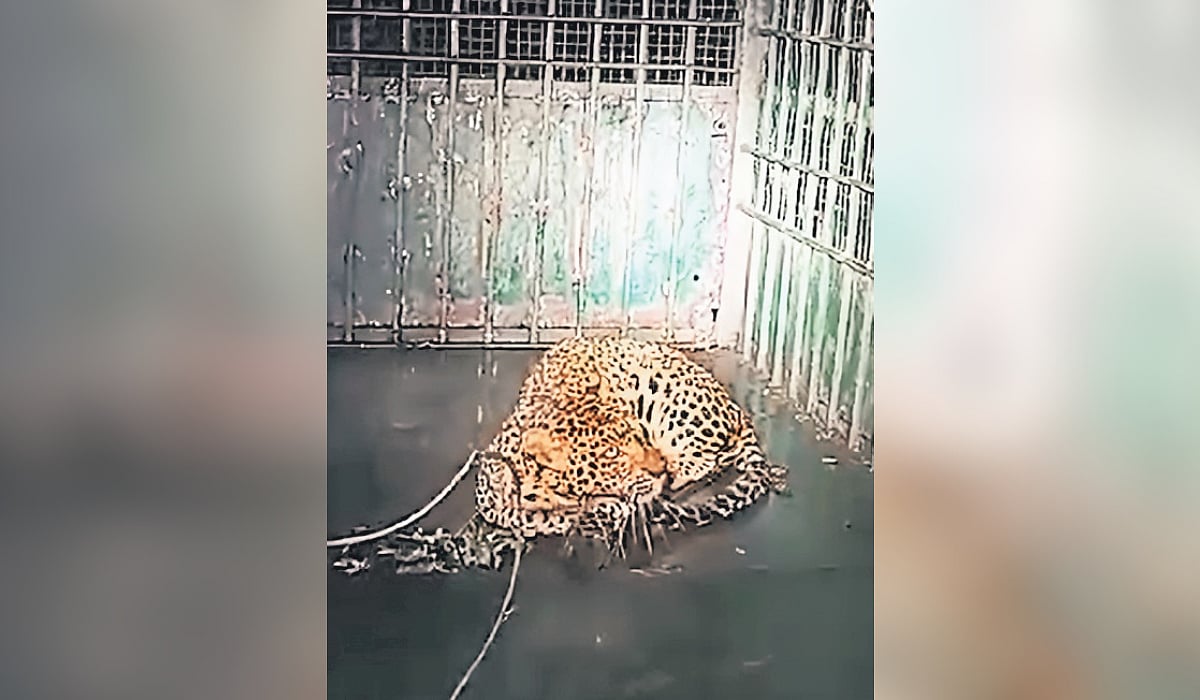 Three leopards captured in six days near villages, released into KMTR ...