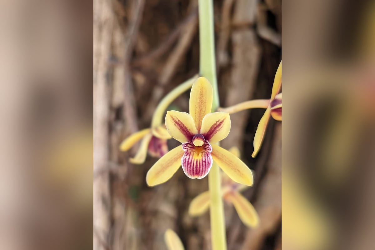 Rare orchid blooms after two decades at DNCS in Visakhapatnam