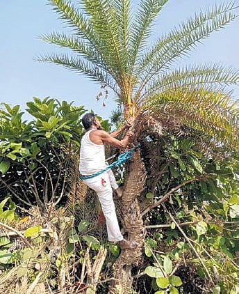 Toddy tappers in Telangana reap rich harvest of Haritha Haram
