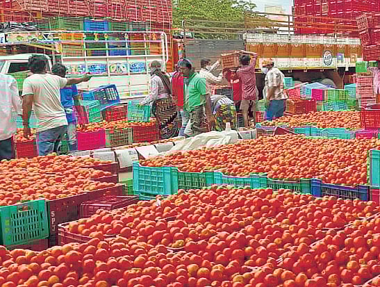 Tomatoes at Madanapalle become dearer