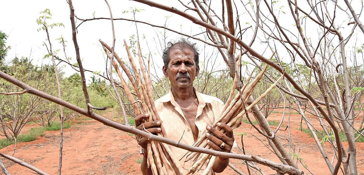 Drumstick drought: Climate change cuts crop yields in half in TN's ...