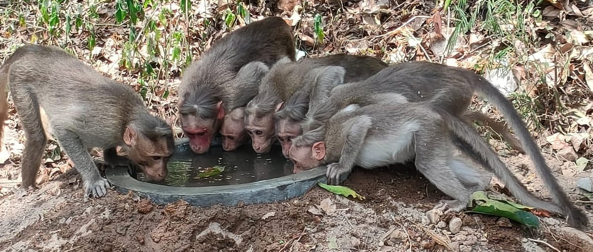20 troughs set up to quench thirst of animals and birds in Tamil Nadu