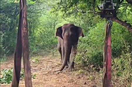 Elephant count in Odisha up by 122 in seven years