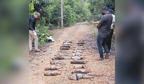 Dead monkeys suspected to be KFD infected