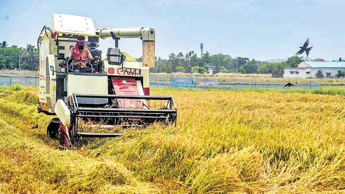 Summer paddy yield falls due to heat, heavy rain in Thanjavur