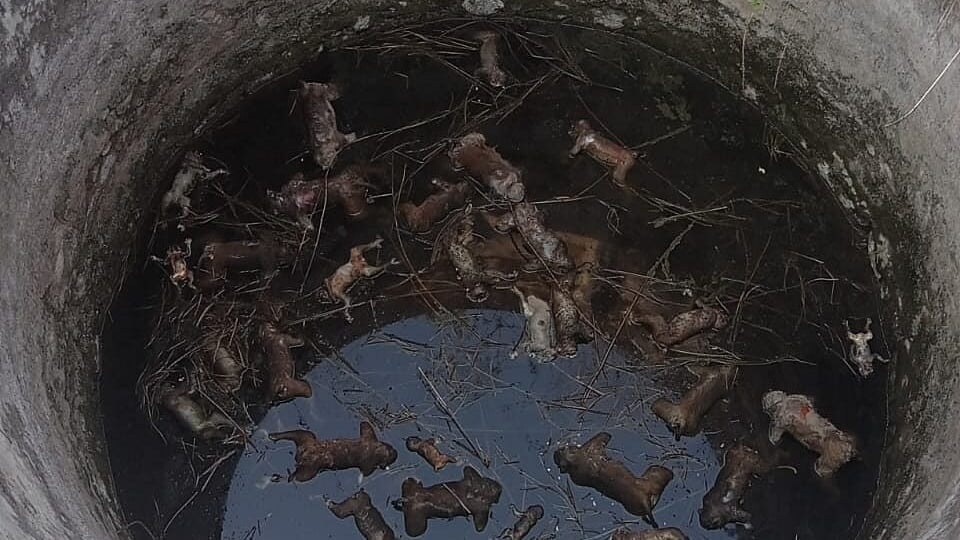 32 monkeys drown in well in bid to escape sweltering heat in Jharkhand