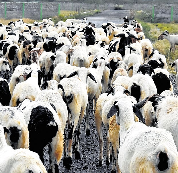 Guntur: High sheep prices likely to impact Bakrid celebrations
